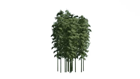 Isolated Bamboo tree on the wind, White ... | Stock Video | Pond5