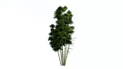 Isolated Bamboo tree on the wind, White ... | Stock Video | Pond5