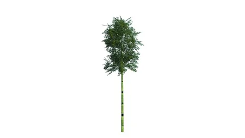 Isolated Bamboo tree on the wind, White ... | Stock Video | Pond5