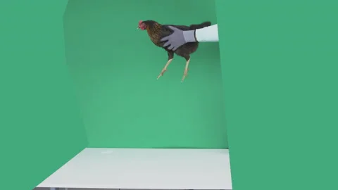 Isolated Chicken On Green Screen | Stock Video | Pond5