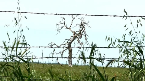 Creepy Tree Isolated Stock Videos – Royalty-Free HD & 4K Videos | Pond5