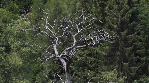 Isolated eerie dead tree | Stock Video | Pond5
