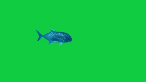 Isolated fish on green screen - tropical | Stock Video | Pond5
