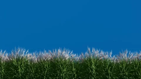 Isolated lawn on blue screen,grass backg... | Stock Video | Pond5