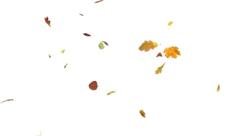 Isolated Leaves Falling Loop | Stock Video | Pond5