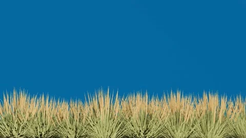 Isolated meadow on blue screen,grass bac... | Stock Video | Pond5