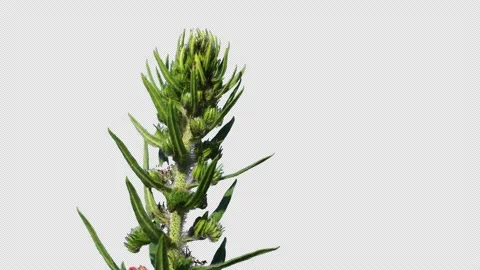 Plants Alpha Stock Footage ~ Royalty Free Stock Videos | Pond5