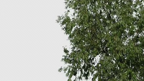 Plants Alpha Stock Footage ~ Royalty Free Stock Videos | Pond5