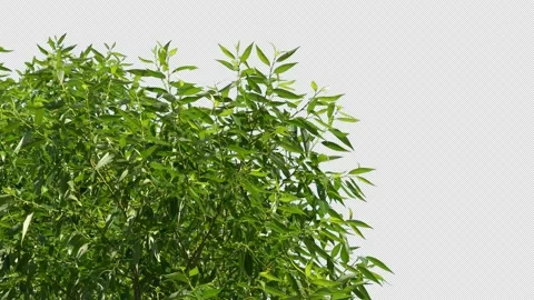 Plants Alpha Stock Footage ~ Royalty Free Stock Videos | Pond5