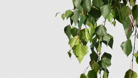 Plants Alpha Stock Footage ~ Royalty Free Stock Videos | Pond5