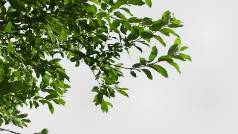 Plants Alpha Stock Footage ~ Royalty Free Stock Videos | Pond5