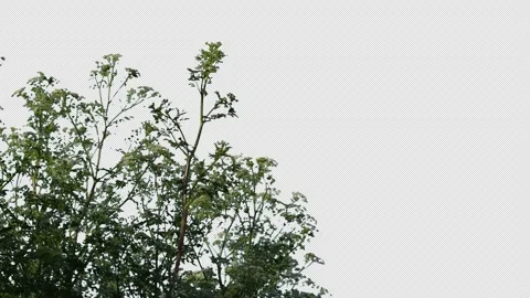 Plants Alpha Stock Footage ~ Royalty Free Stock Videos | Pond5