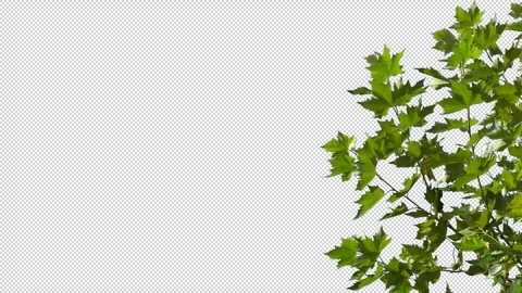 Isolated plants with alpha channel | Stock Video | Pond5