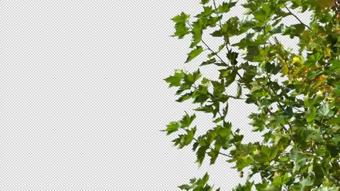 Plants Alpha Stock Footage ~ Royalty Free Stock Videos | Pond5