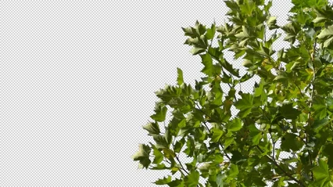 Isolated plants with alpha channel | Stock Video | Pond5