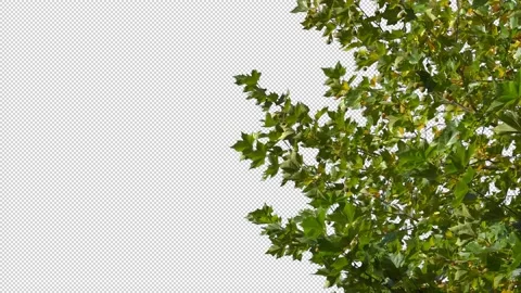 Isolated plants with alpha channel | Stock Video | Pond5