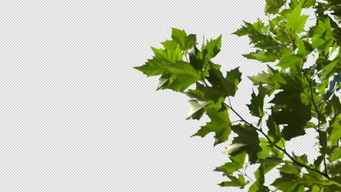 Plants Alpha Stock Footage ~ Royalty Free Stock Videos | Pond5