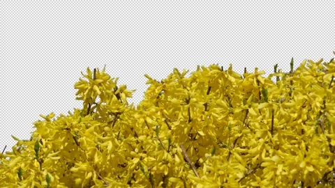 Plants Alpha Stock Footage ~ Royalty Free Stock Videos | Pond5