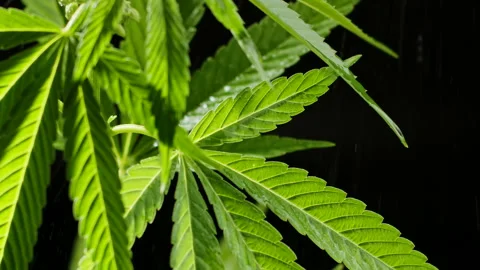 Marijuana Shake Stock Footage ~ Royalty Free Stock Videos | Pond5