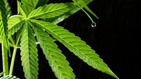Marijuana Shake Stock Footage ~ Royalty Free Stock Videos | Pond5