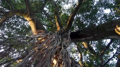 Ficus Tree Isolated Stock Videos – Royalty-Free HD & 4K Videos | Pond5
