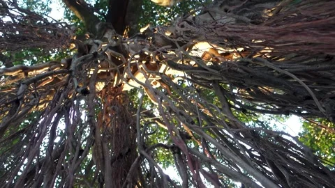 Ficus Tree Isolated Stock Videos – Royalty-Free HD & 4K Videos | Pond5