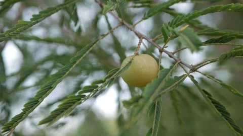 Amla Stock Footage ~ Royalty Free Stock Videos | Pond5