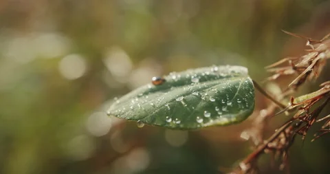 Isolated tree leave foliage with water d... | Stock Video | Pond5