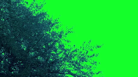 Isolated Tree Moves In Gentle Breeze Gre... | Stock Video | Pond5