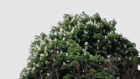 Isolated tree in the wind with transpare... | Stock Video | Pond5