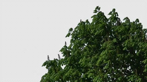 Isolated tree in the wind with transpare... | Stock Video | Pond5