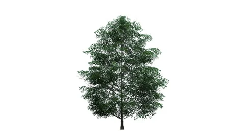 Tree Alpha Stock Videos – Royalty-Free HD & 4K Videos