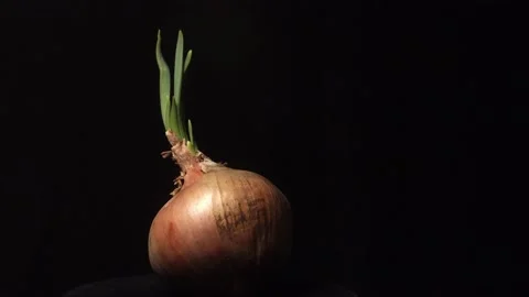 Isolated White Onion bulb with fresh gre... | Stock Video | Pond5