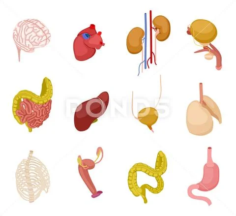 Isometric human organs. Brain heart kidney bladder intestine liver ...