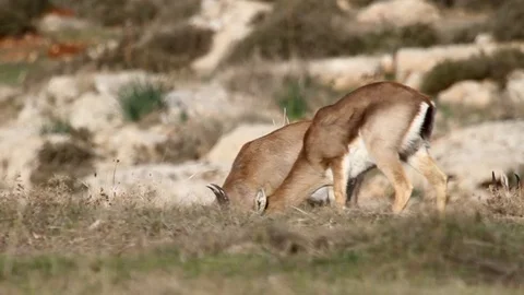 Israeli Mountain gazelle feeding from gr... | Stock Video | Pond5