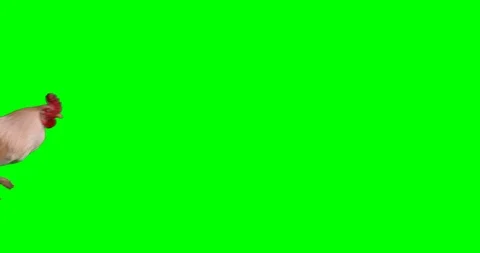 Rooster Green Screen Stock Footage ~ Royalty Free Stock Videos | Pond5