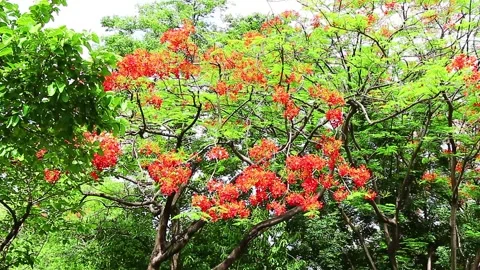 Istock Stock Video Footage | Royalty Free Istock Videos | Pond5