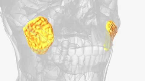 Deep Belly Button Stock Videos – Royalty-Free HD & 4K Videos | Pond5