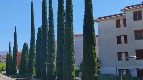 Italian Cypresses. Evergreen Trees. Gree... | Stock Video | Pond5