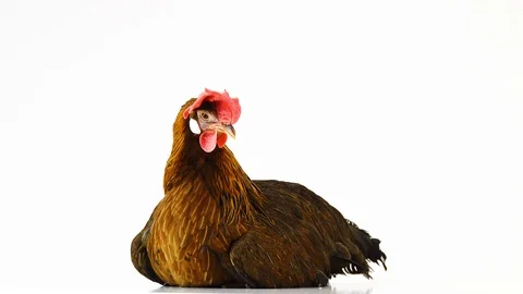 Italian partridge chicken isolated on wh... | Stock Video | Pond5