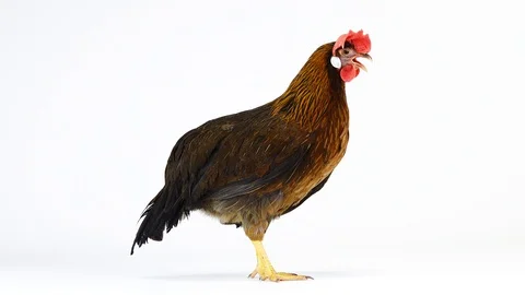 Italian partridge chicken isolated on wh... | Stock Video | Pond5