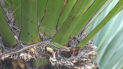 Italian wall lizard basking in a yucca t... | Stock Video | Pond5
