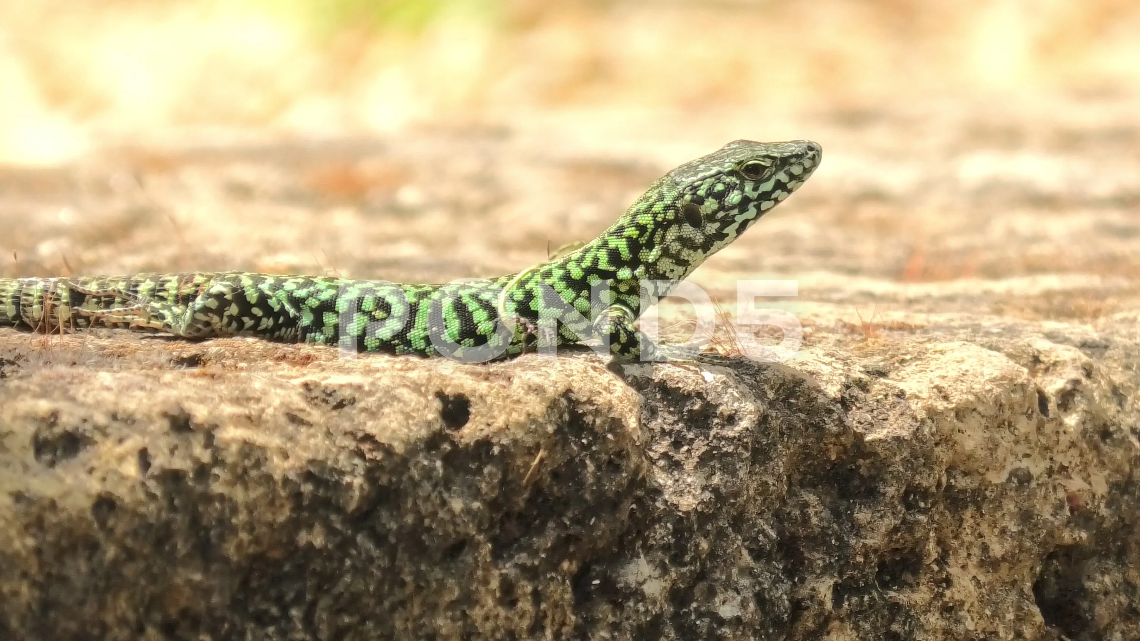 Yellow Lizard In Italy