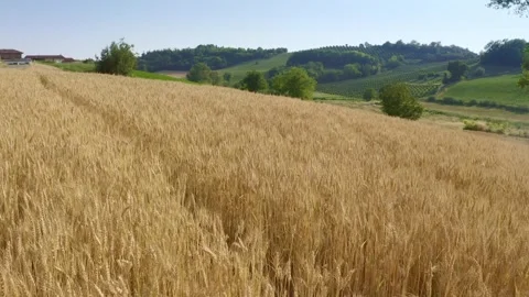 Italian wheat field with crops of fruit ... | Stock Video | Pond5