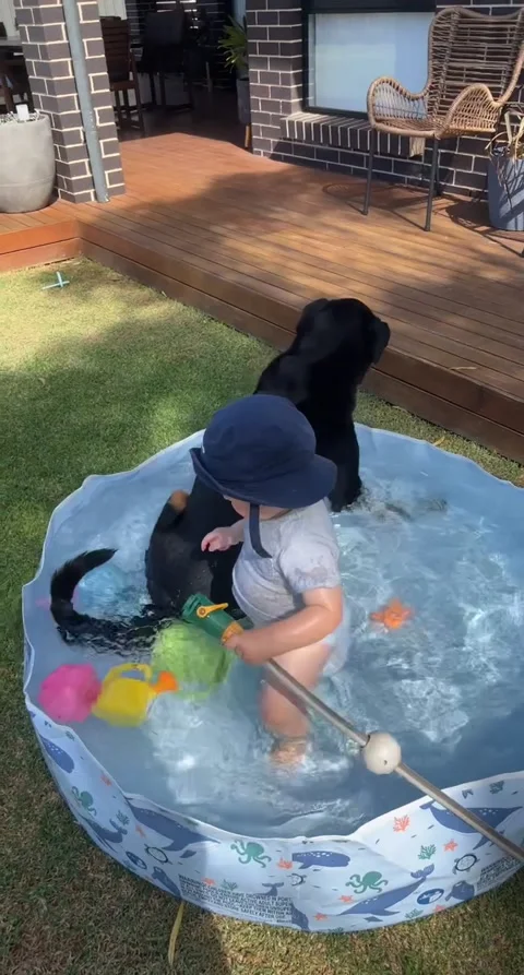 Doggo World Stock Videos – Royalty-Free HD & 4K Videos