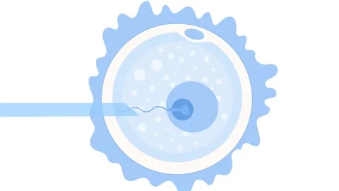 Sperm Egg Animation Stock Footage ~ Royalty Free Stock Videos | Pond5