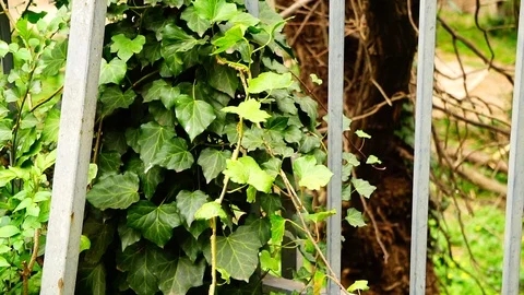 Ivy leaves (Hedera helix) clinging to a ... | Stock Video | Pond5