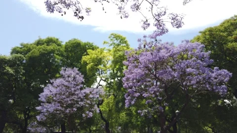 Jacarandá flowers with greenery under s... | Stock Video | Pond5
