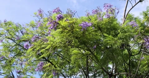 JACARANDA Jacaranda mimosifolia flowerin... | Stock Video | Pond5