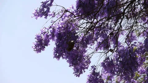 Jacaranda Tree | Stock Video | Pond5